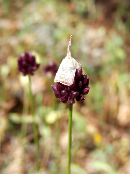 WHEN GARLIC BOLTS: MANAGING AND USING GARLIC SCAPES – Herb Digger