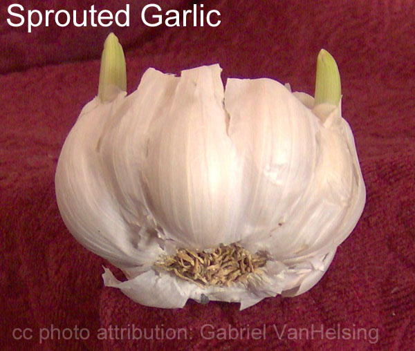 HOW TO CURE AND STORE GARLIC – Herb Digger