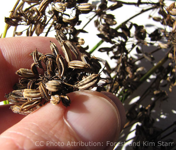 HOW TO PLANT FENNEL – Herb Digger