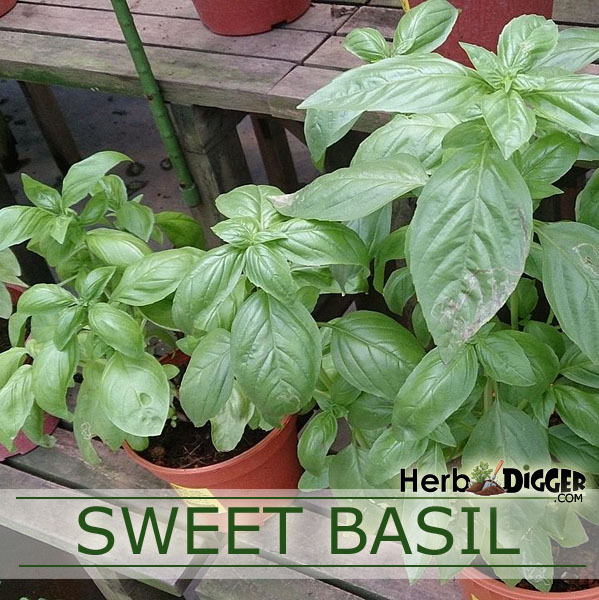 TYPES OF BASIL – Herb Digger
