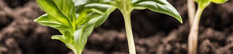 PROPAGATING BASIL – Herb Digger