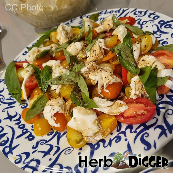 COOKING WITH BASIL – Herb Digger