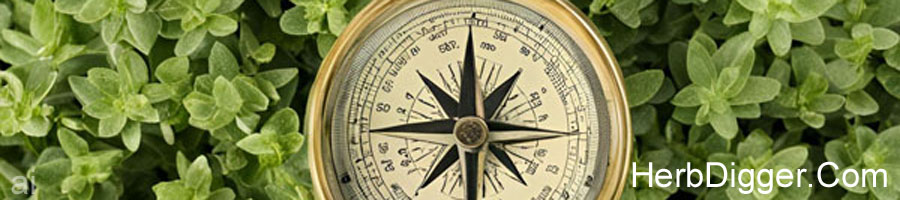 HISTORY OF OREGANO – Herb Digger